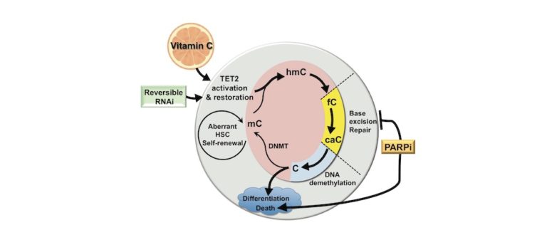Vitamin C in Stem Cell Reprogramming and Cancer – The Neel Lab