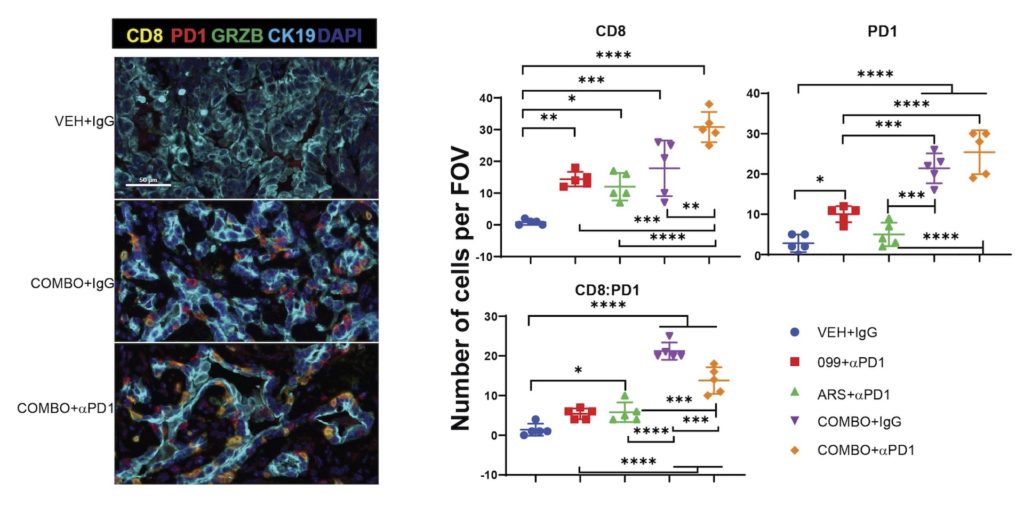 SHP2 Inhibition Abrogates Adaptive Resistance to KRASG12C-Inhibition ...