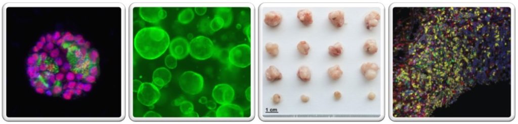 Join the Neel Lab – The Neel Lab