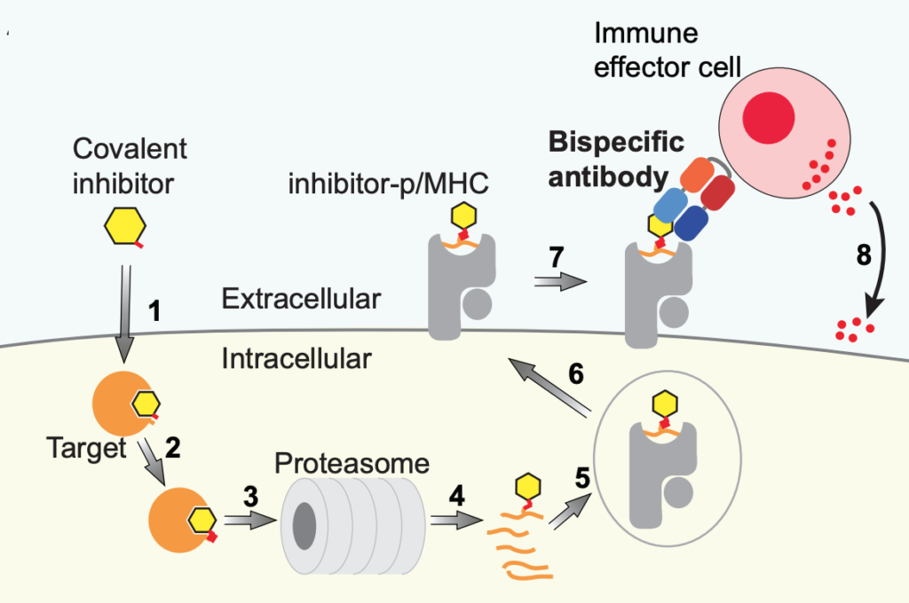 Creating MHC-restricted neoantigens with covalent inhibitors that can ...